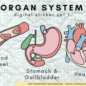 Organ Stickers 1 - Anatomy Notes for Student Study - Etsy
