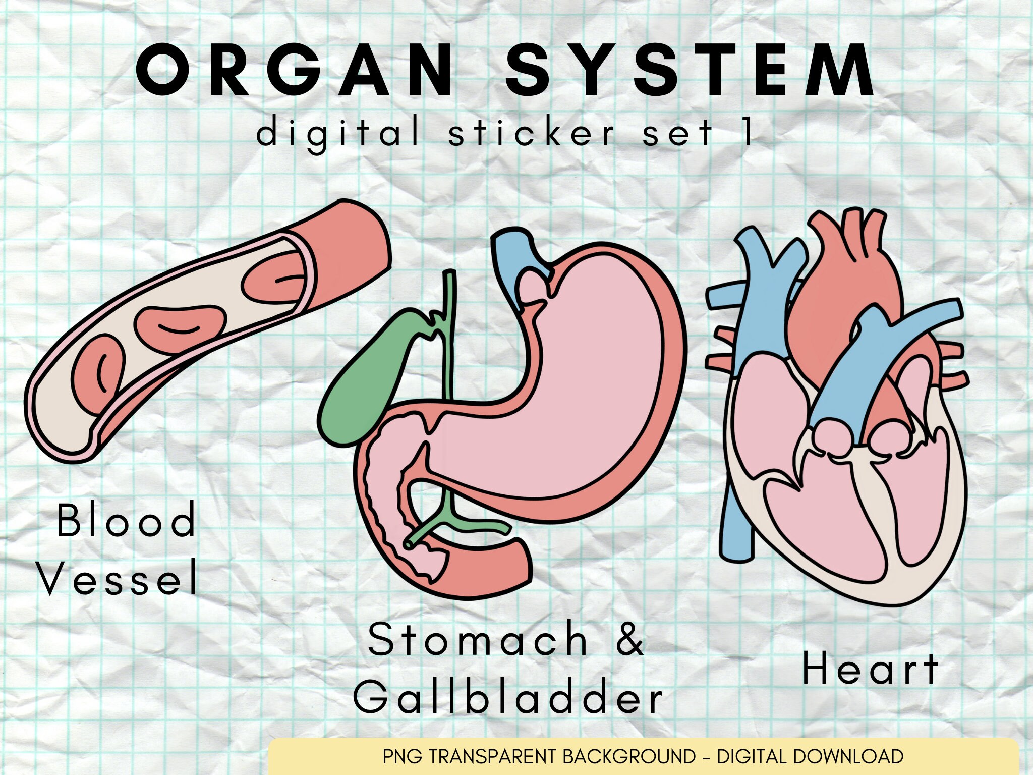 Organ Stickers 1 - Anatomy Notes for Student Study - Etsy