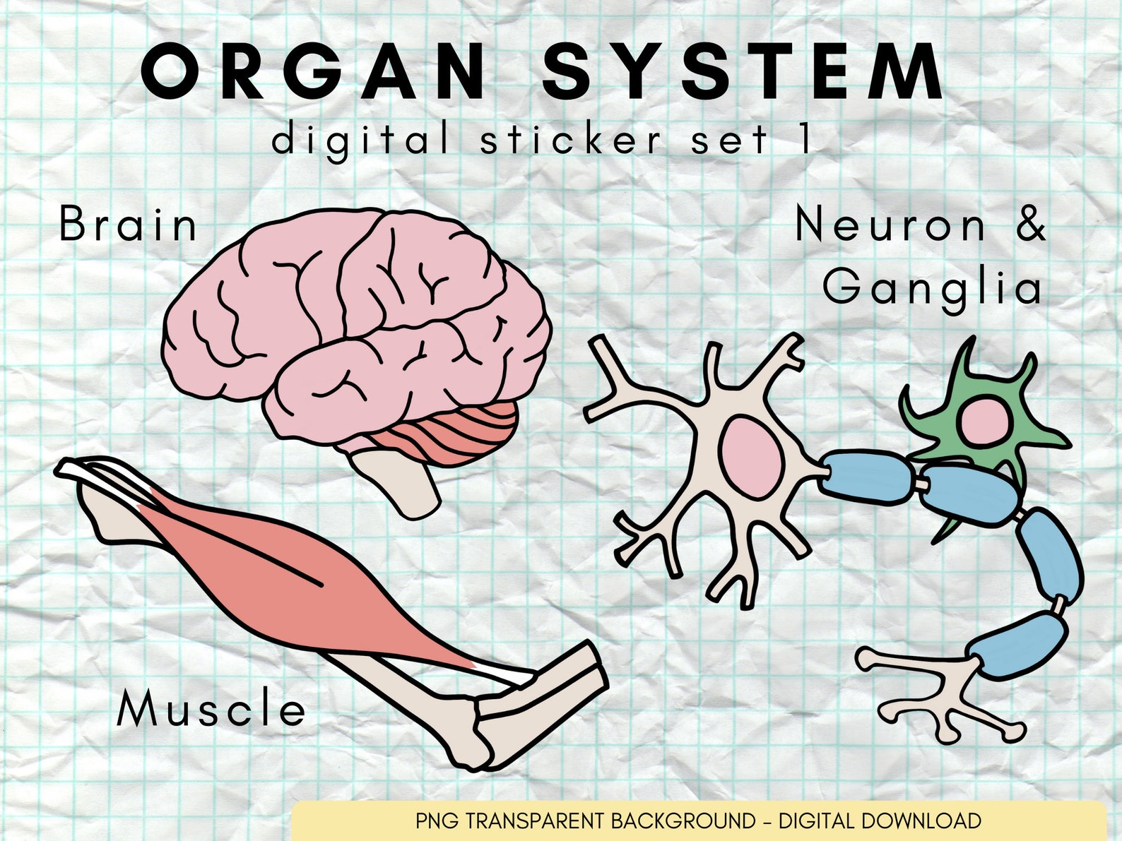 Organ Stickers 1 Anatomy Notes for Student Study - Etsy