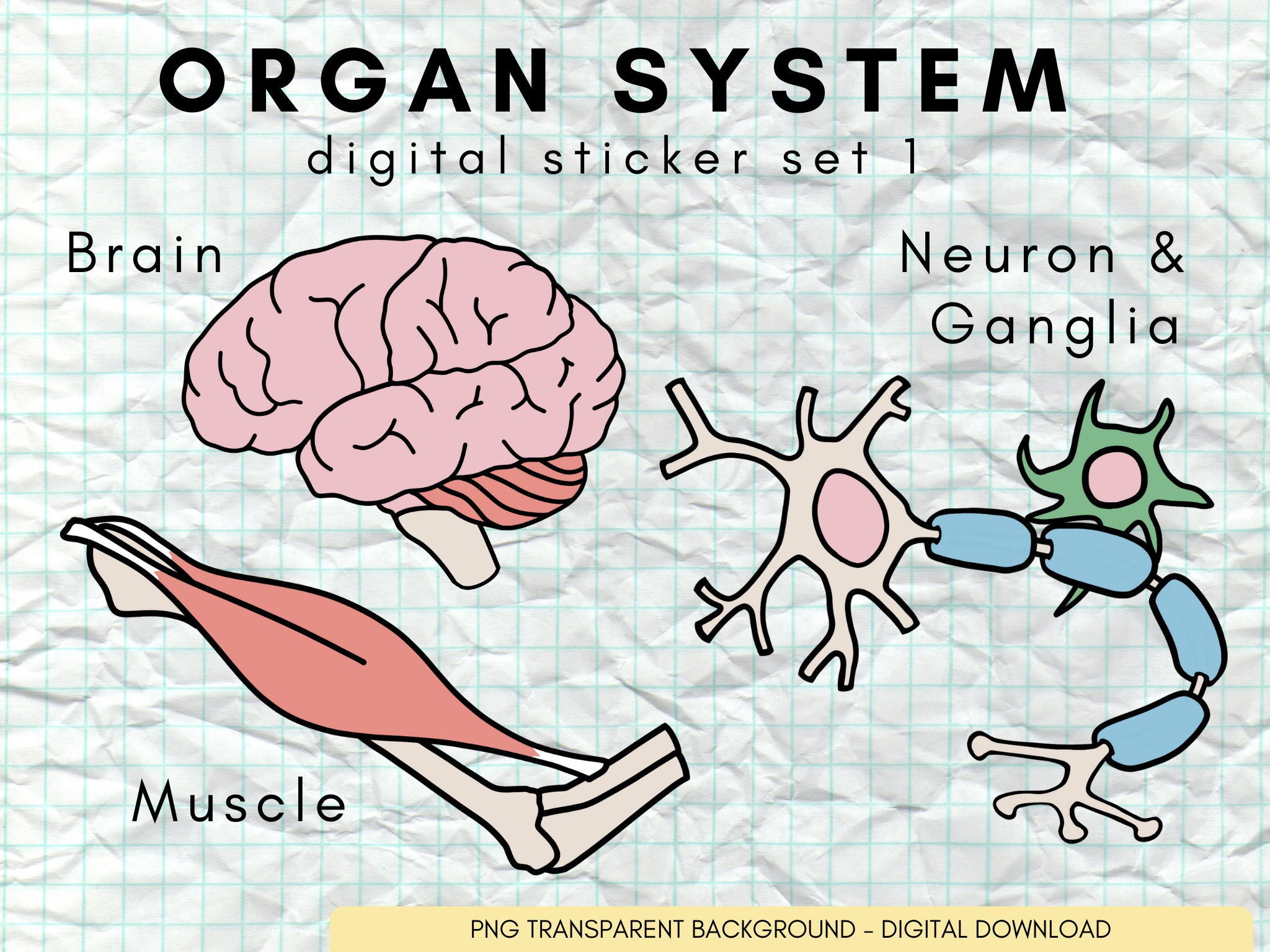 Organ Stickers 1 Anatomy Notes for Student Study - Etsy
