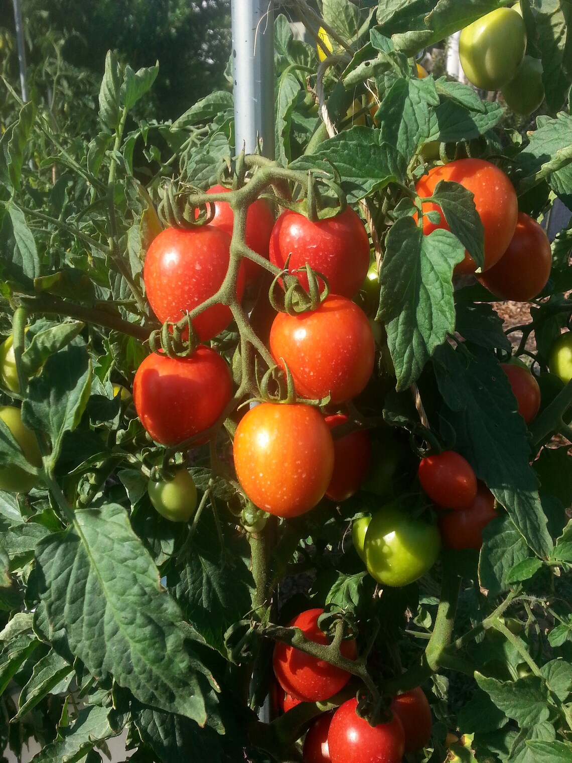 Masterblend 4-18-38 Tomato & Vegetable Fertilizer COMBO KIT - 2.5 Lb - Etsy