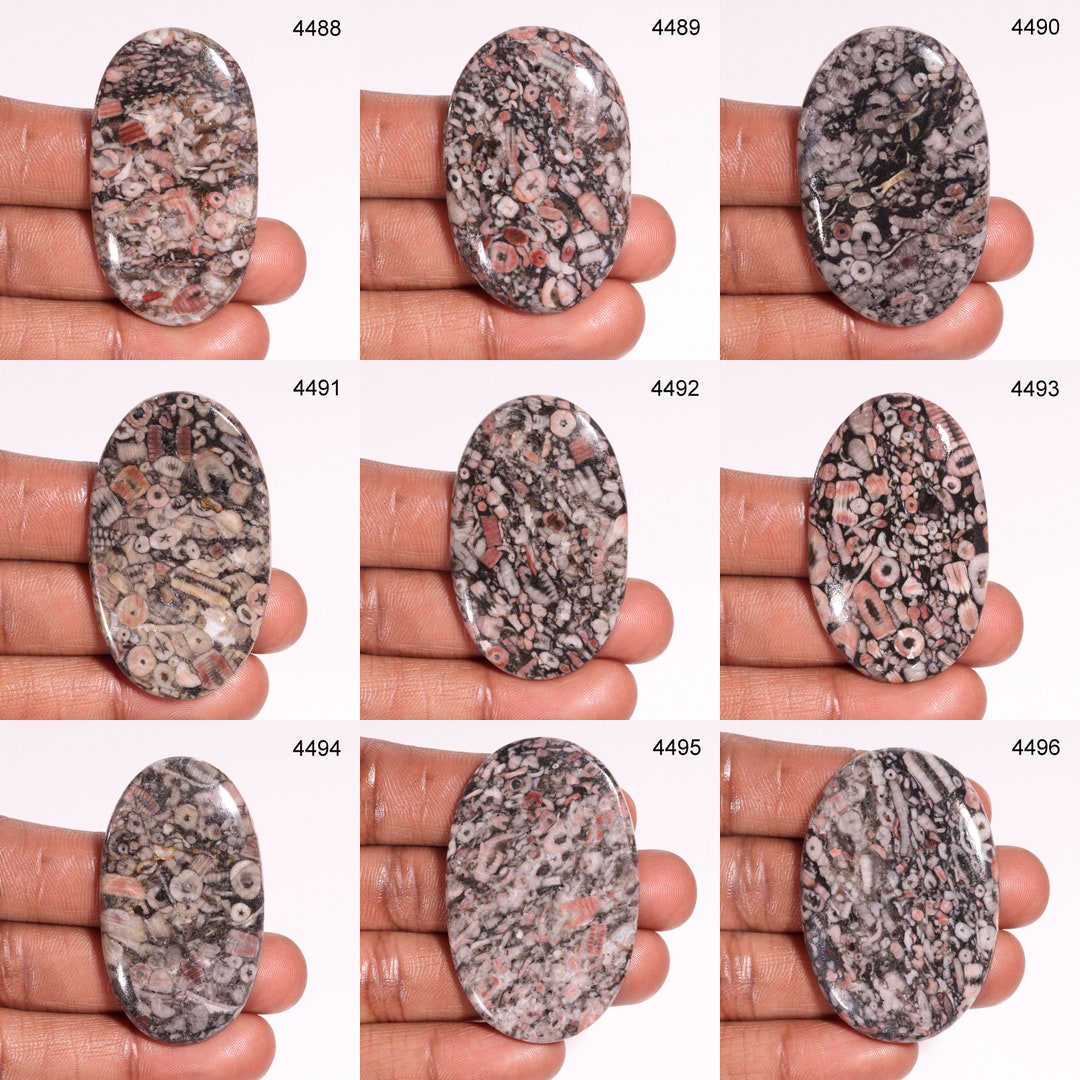 Smooth Crinoid Fossil Cabochon Loose Gemstone, Unique Crinoid Fossil ...