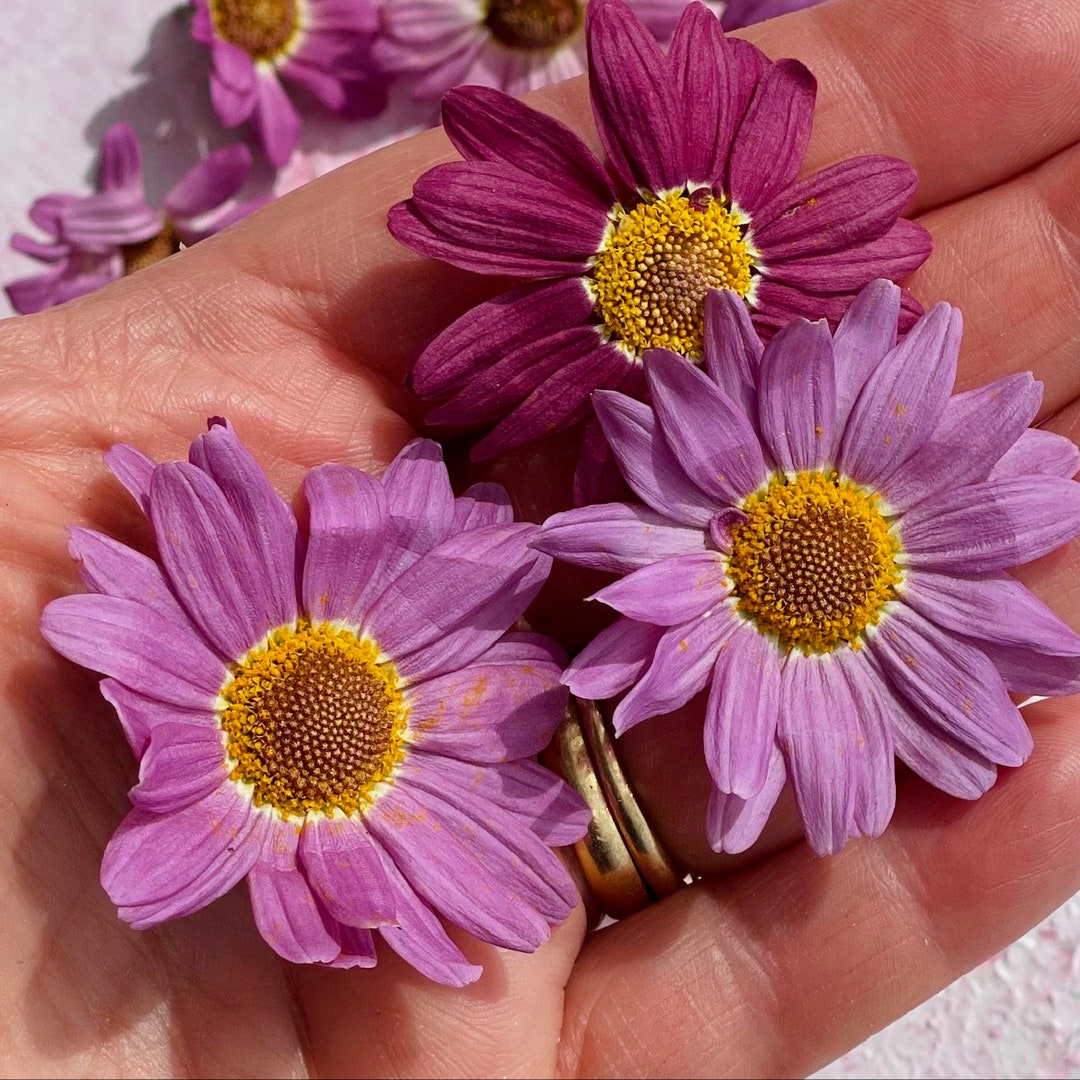 Edible Freeze Dried Natural Pink Daisy Flowers bidens Natural Cake ...