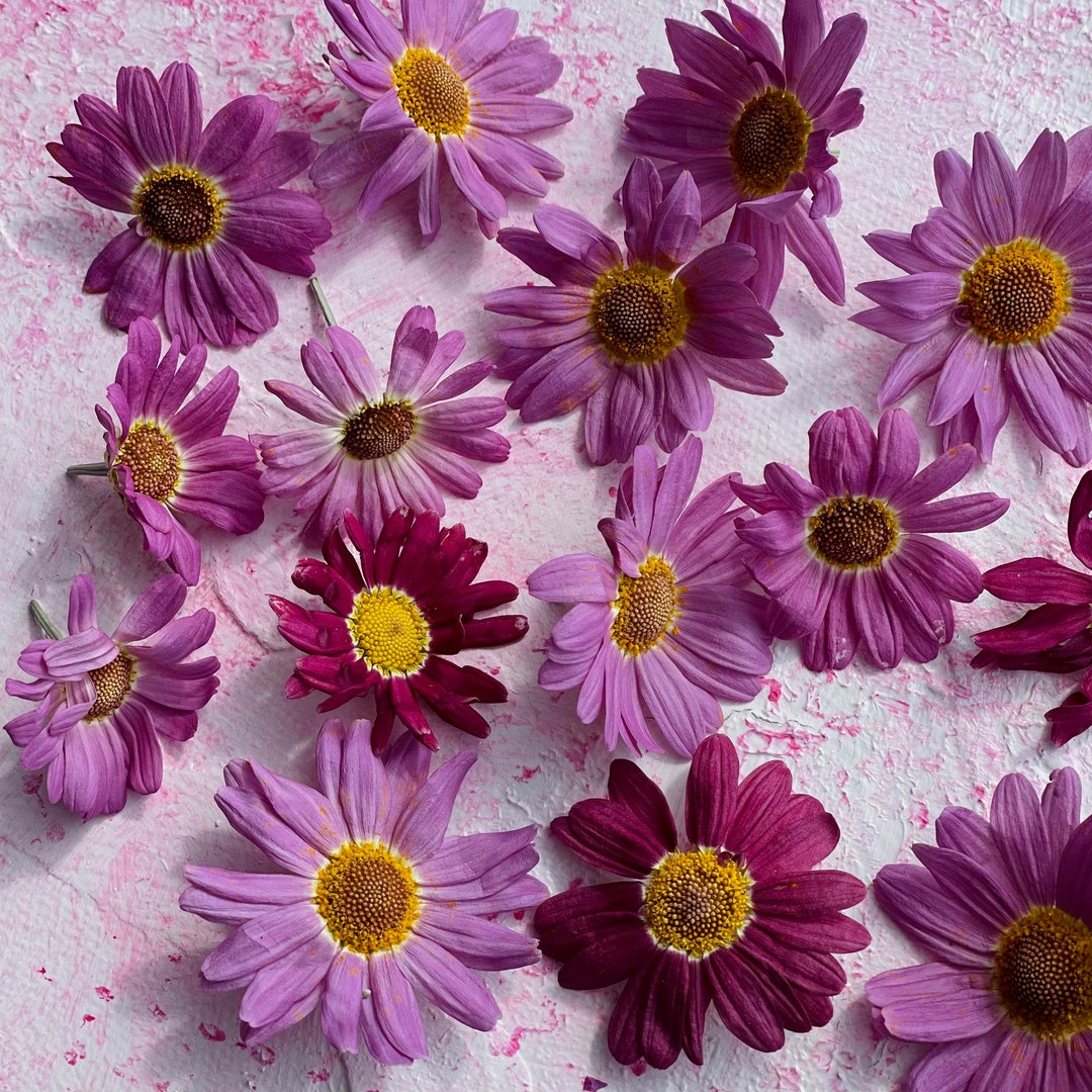 Edible Freeze Dried Pink Daisy Flower Heads - Food Grade - Etsy