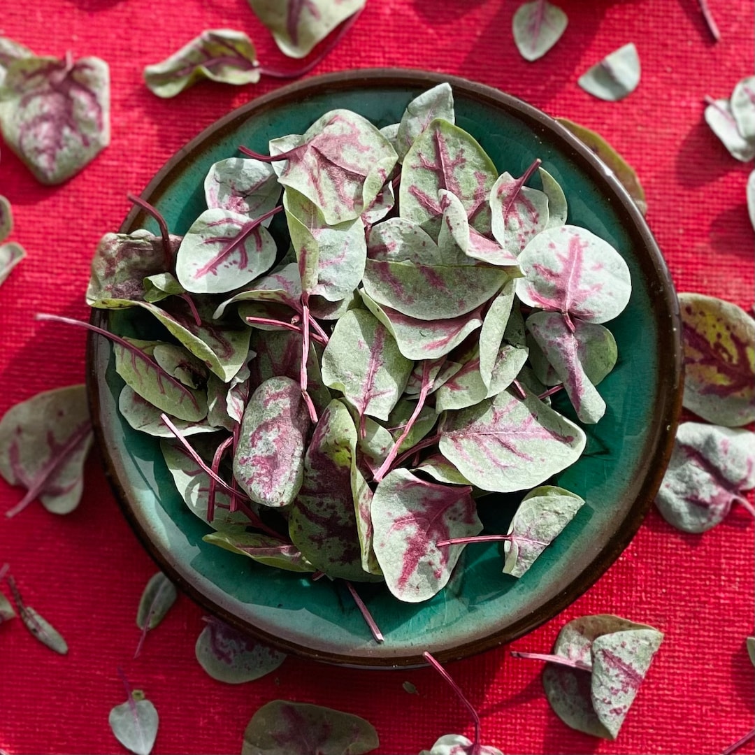 Edible Freeze Dried Red Vein Micro Sorrel Leaves UK Grown Food Grade ...