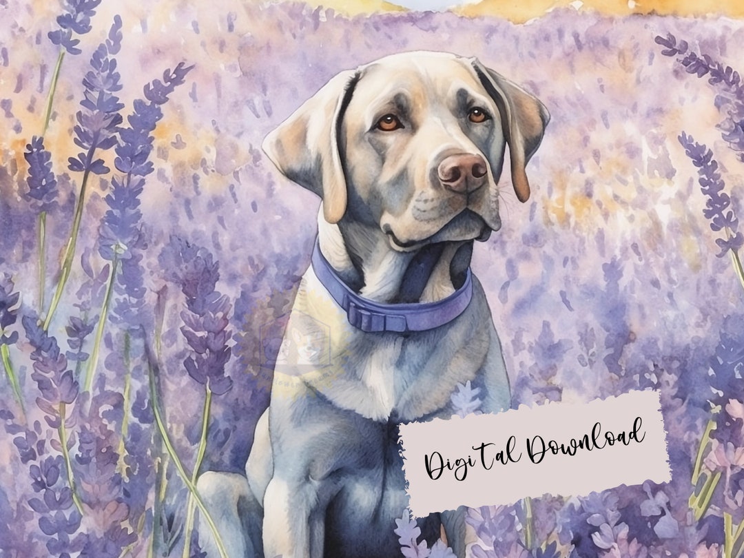 Lab Illustration, Labrador Digital Art, Dog Illustration, Lab and ...