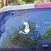 Cat Decal, Cat Vinyl Decal, Cat Sticker, Cat Decal for Car, Cat Lover ...