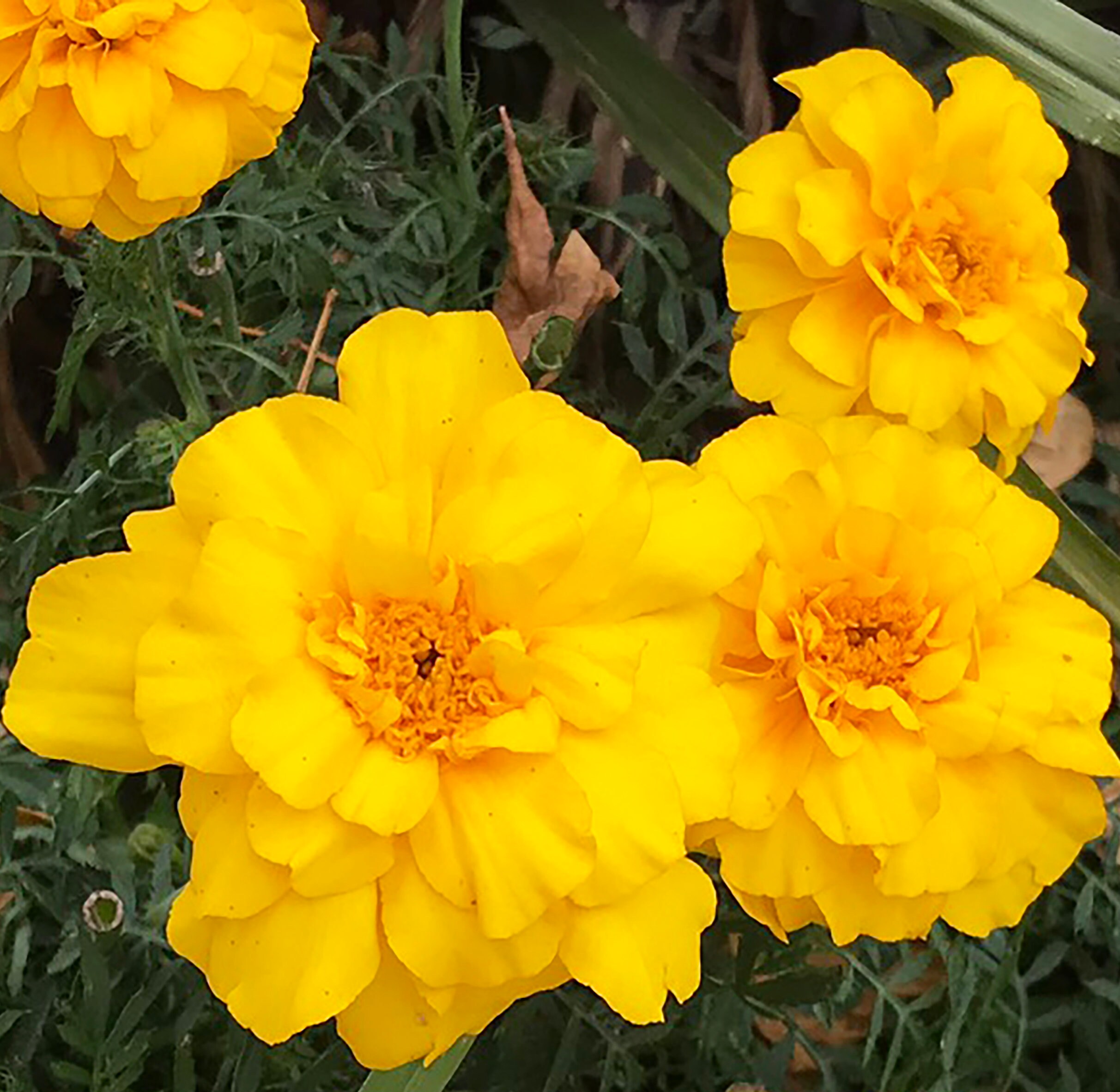 Yellow French Marigold