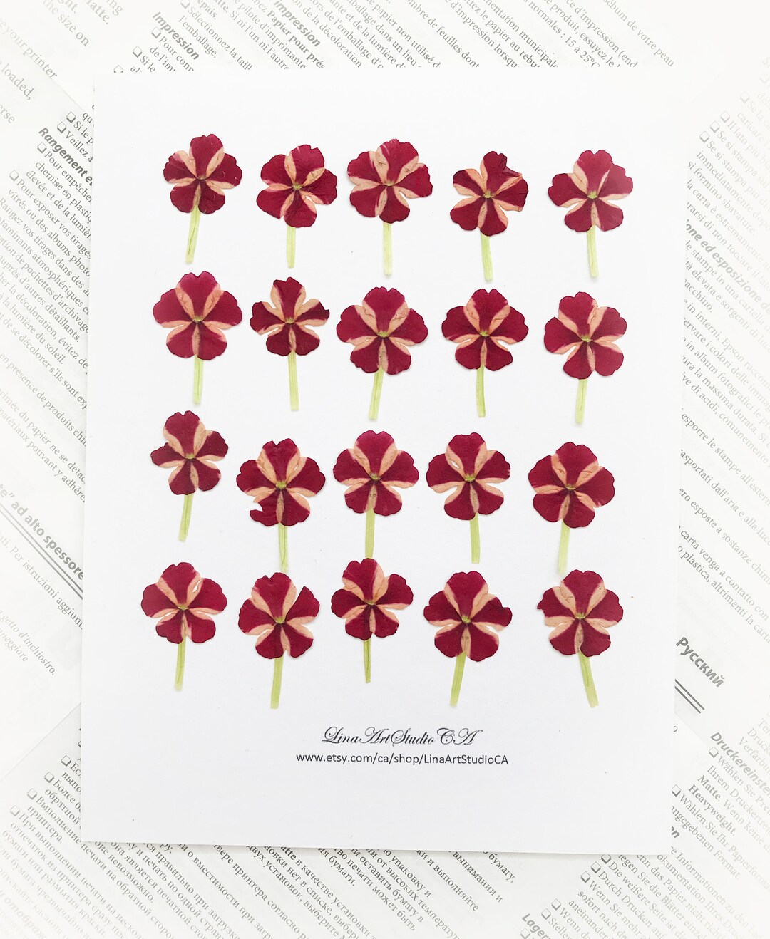 20/50 Pcs Pressed Verbena Flowers - Red & White - Edible Real Flower ...