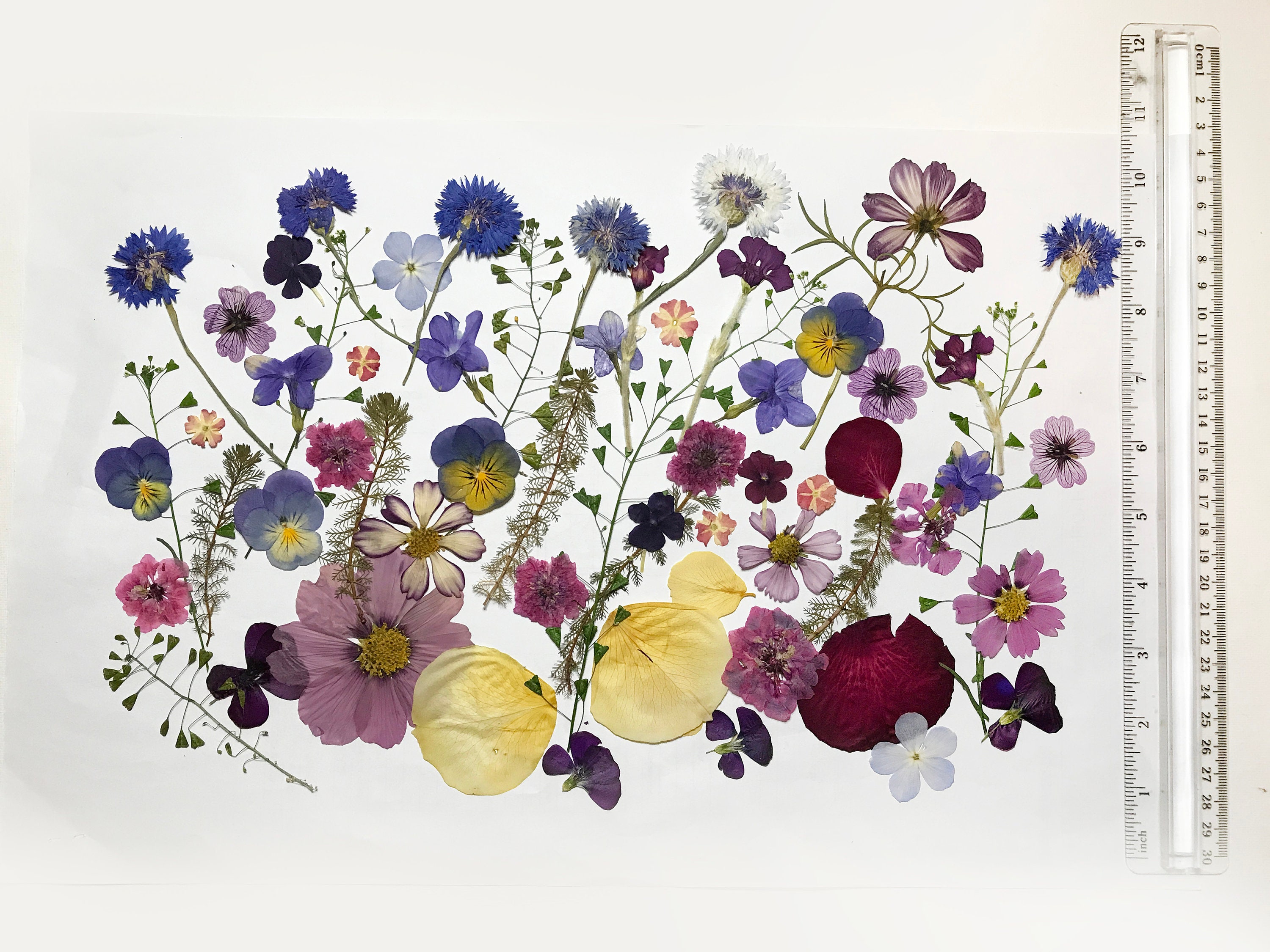 50 Mixed Pressed Flowers Edible Flowers for Cake - Etsy