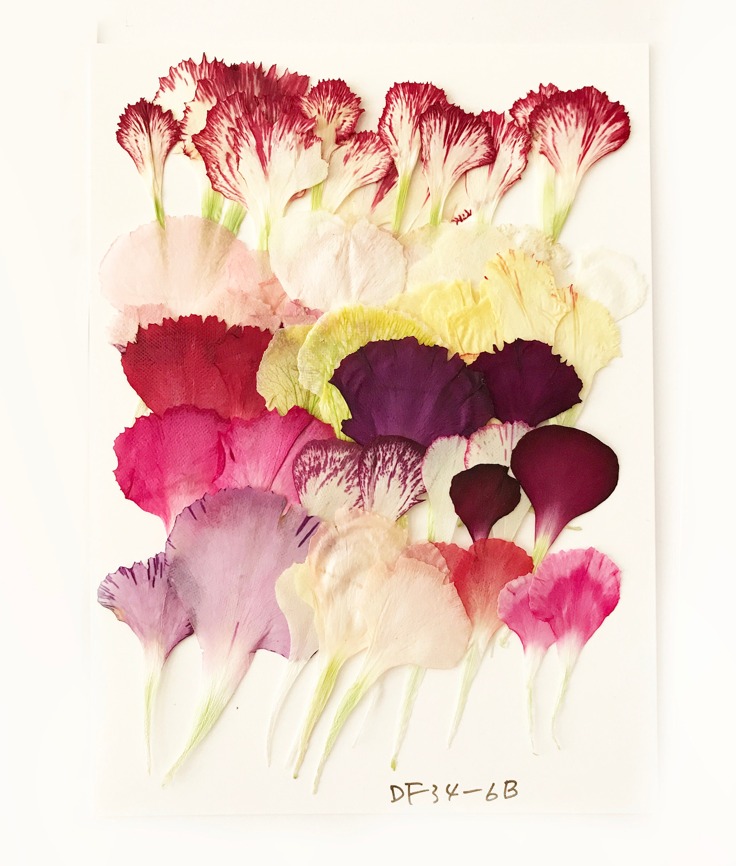 Floral Arranging 60 Pcs Pressed Carnation Petals Mixed Colors DIY ...