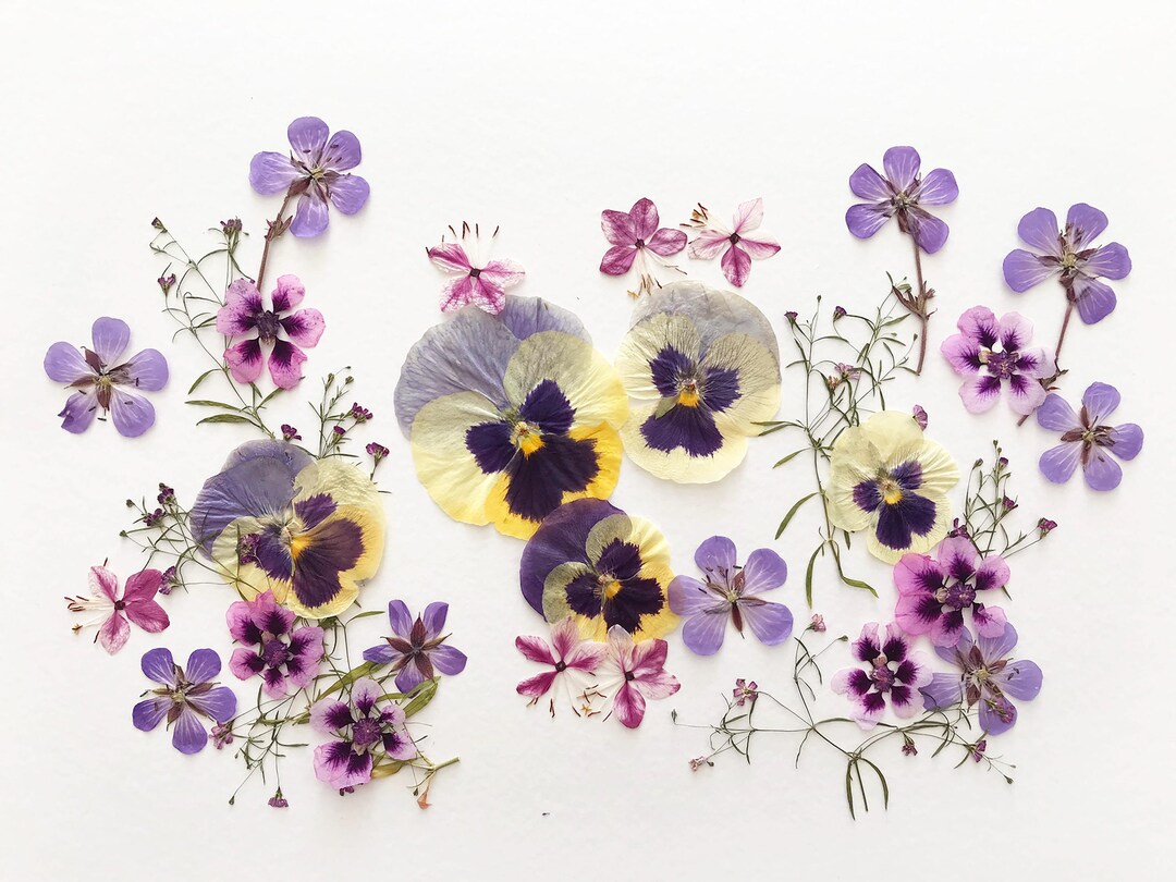 Real Dried Pansies & Assorted Blooms Mix for Wall Art Resin Art ...