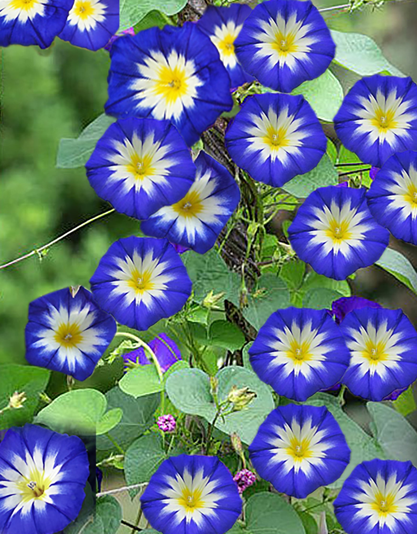 50 Convolvulus Flower Seeds Blue Enchantment Morning | Etsy