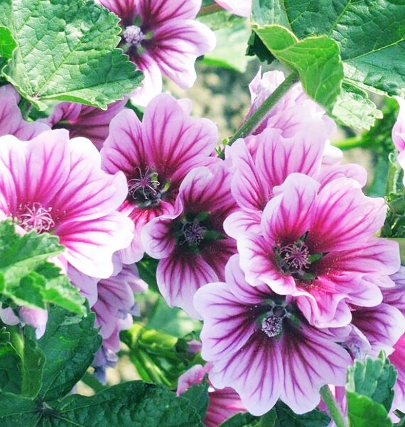 Malva Sylvestris Zebra Flower Seeds zebra Hollyhock 20 | Etsy Canada