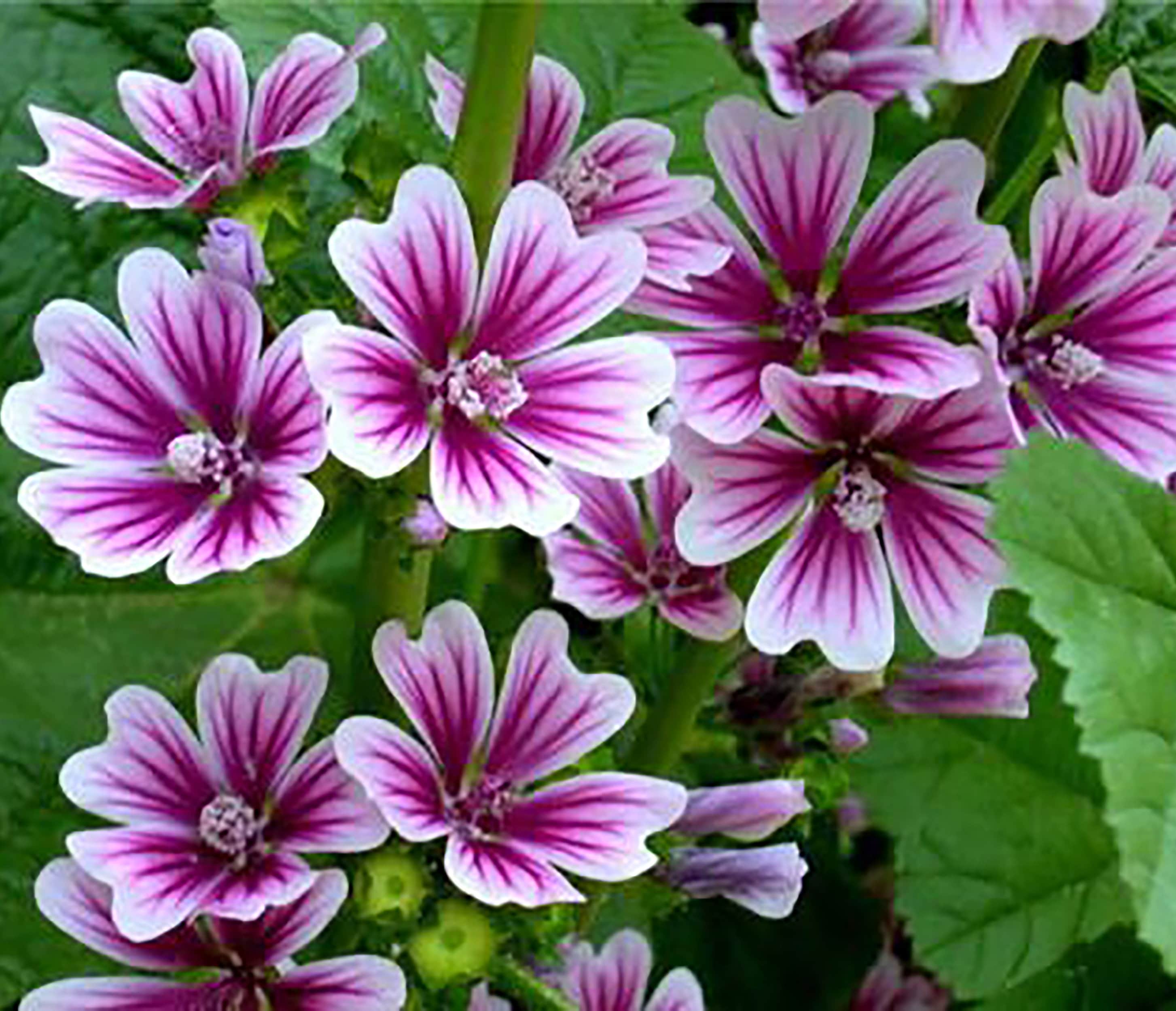 Malva Sylvestris Zebra Flower Seeds zebra Hollyhock 20 | Etsy Canada