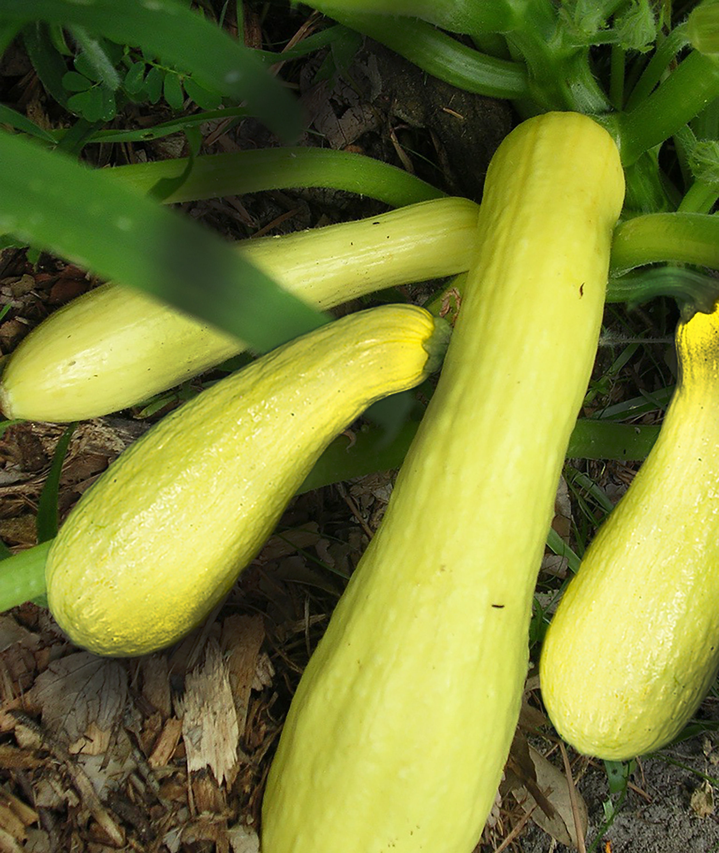 Early Prolific Straightneck Squash Lemon-Yellow Summer | Etsy