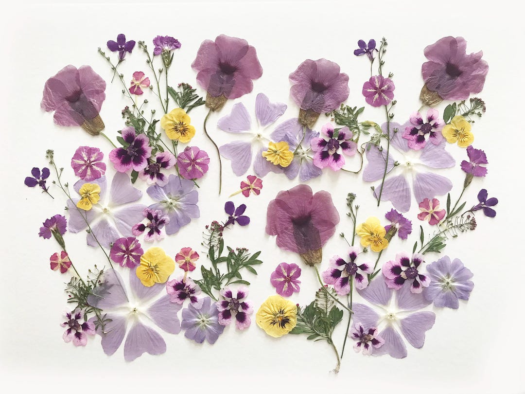 50+ Mixed Edible Pressed Flowers & Leaves, Food-safe Flowers, Cake ...