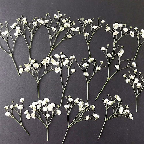 100 Pieces Four Leaf Clover Real Pressed Dried Flowers | Etsy
