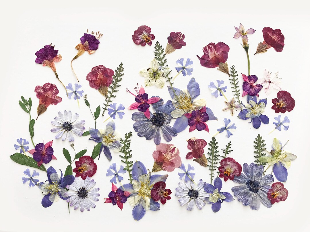 50+ Mixed Edible Pressed Flowers & Leaves, Food-safe Flowers, Cake ...