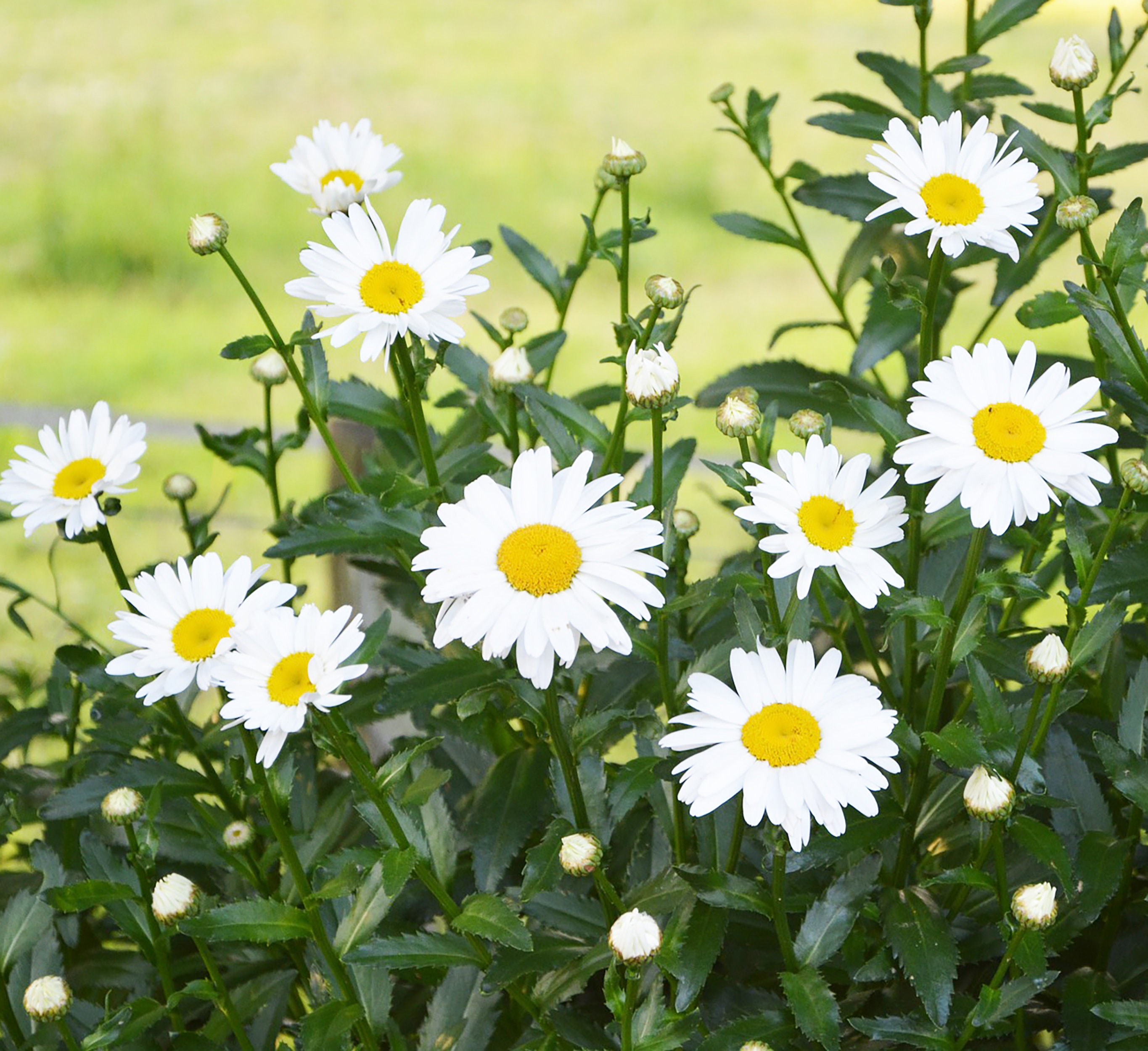 Shasta Daisy Seeds Marguerite Shasta Alaska 100 Perennial Etsy