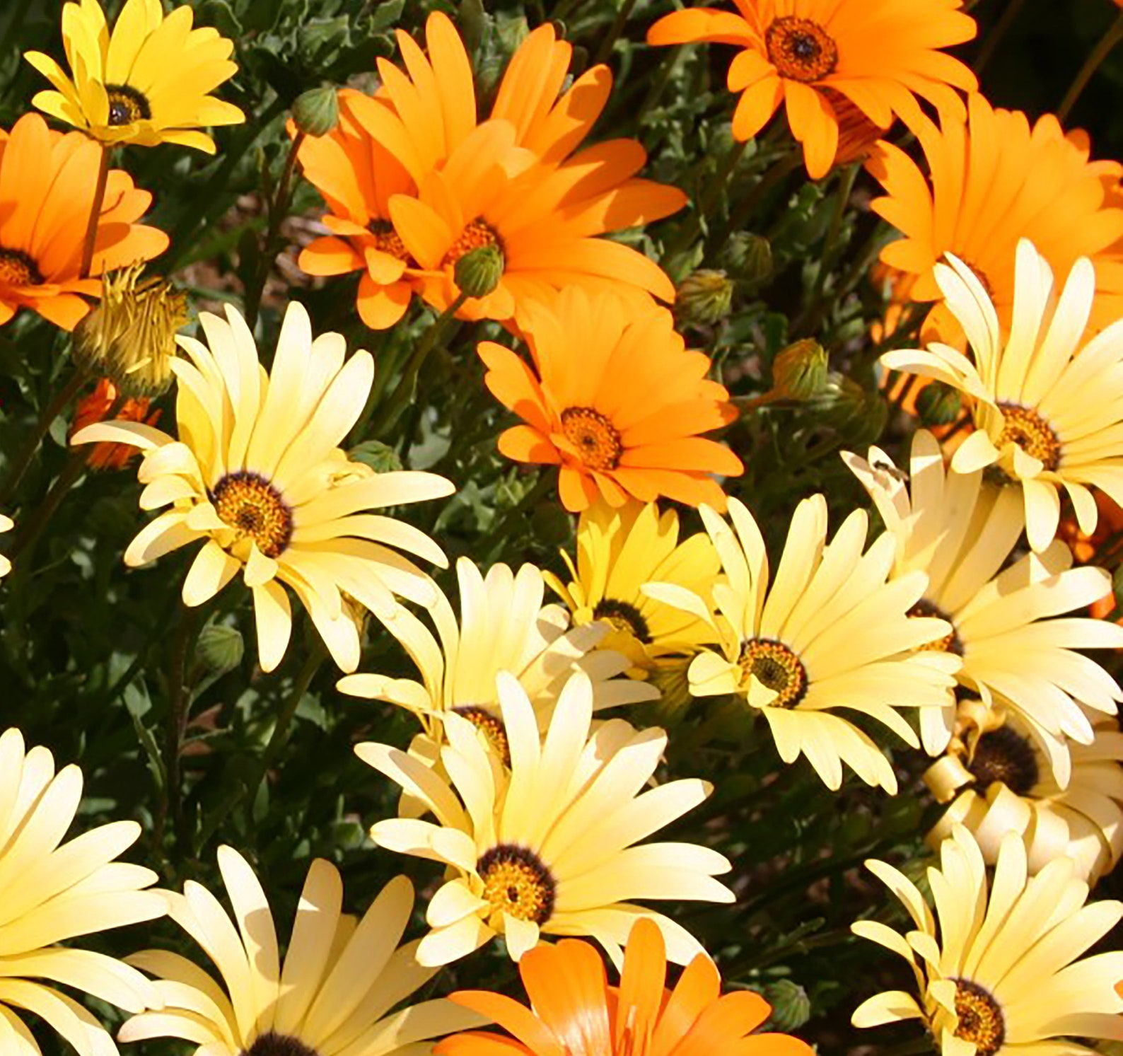African Daisy Color Mixed Flower Seeds 50 Annual Seeds - Etsy