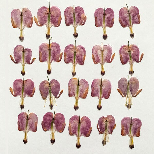 Bleeding Heart - Etsy