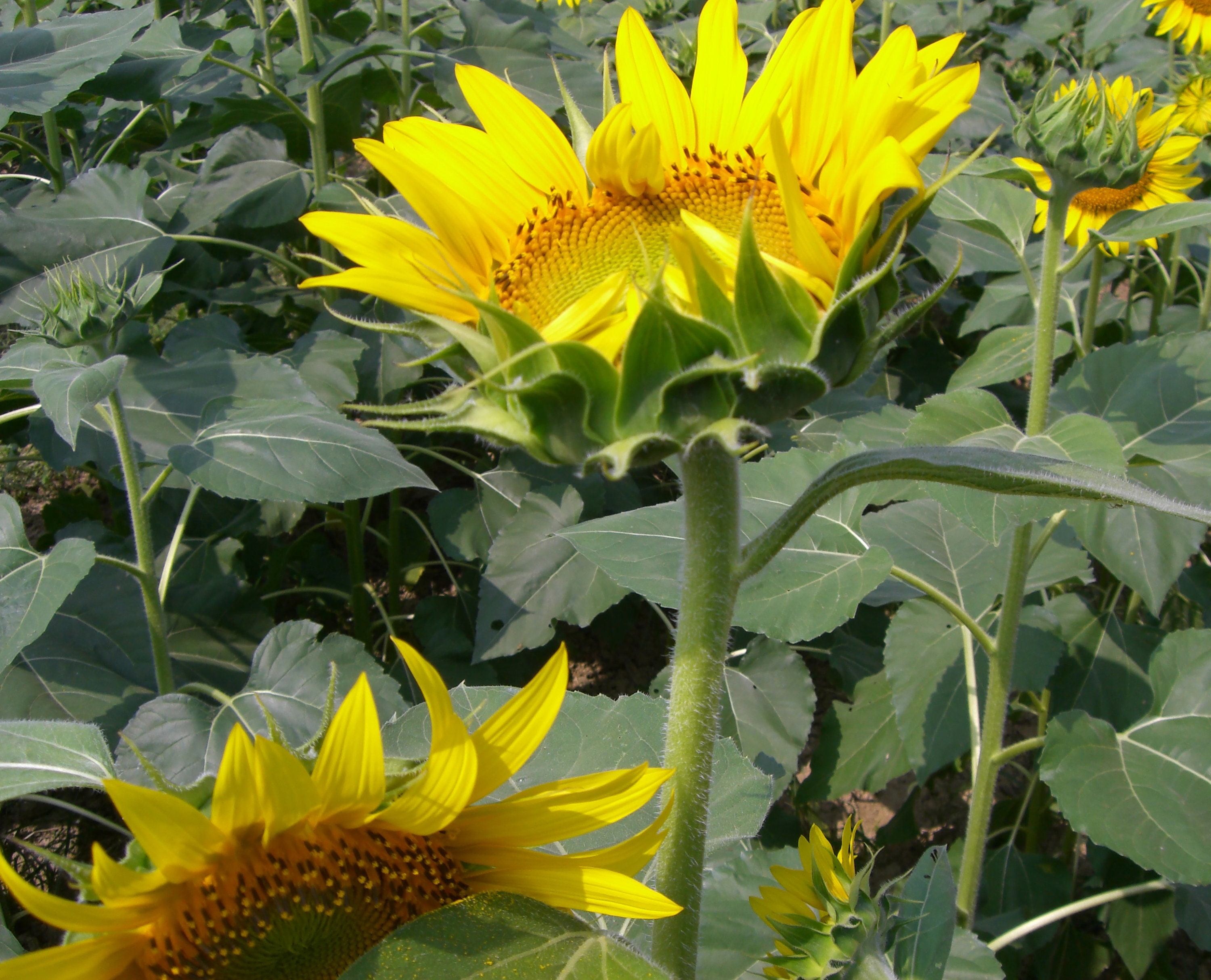 Giant Gray Stripe Sunflower Seeds Mammoth Grey Stripe 20 - Etsy Canada