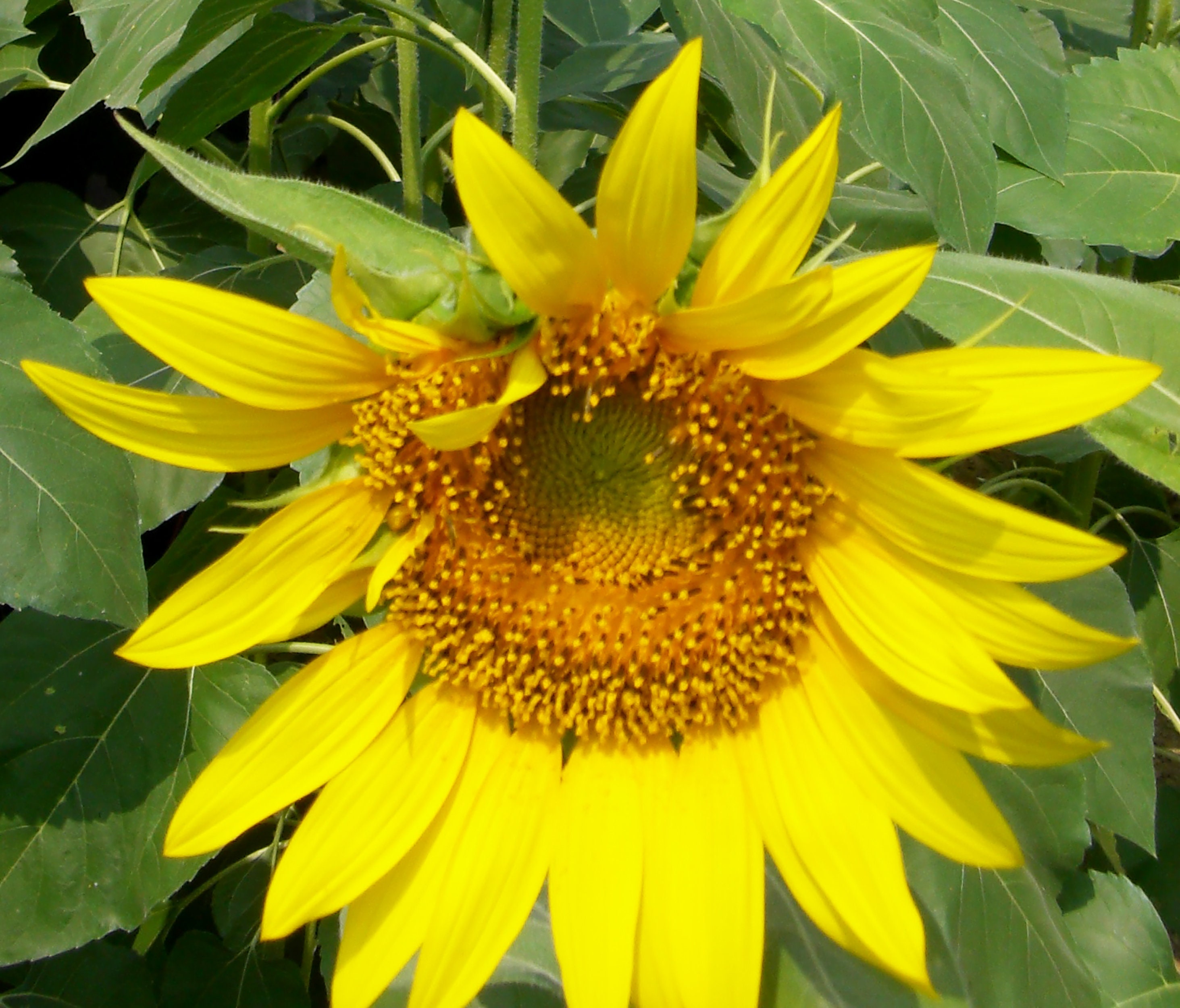 Giant Gray Stripe Sunflower Seeds Mammoth Grey Stripe 20 - Etsy Canada