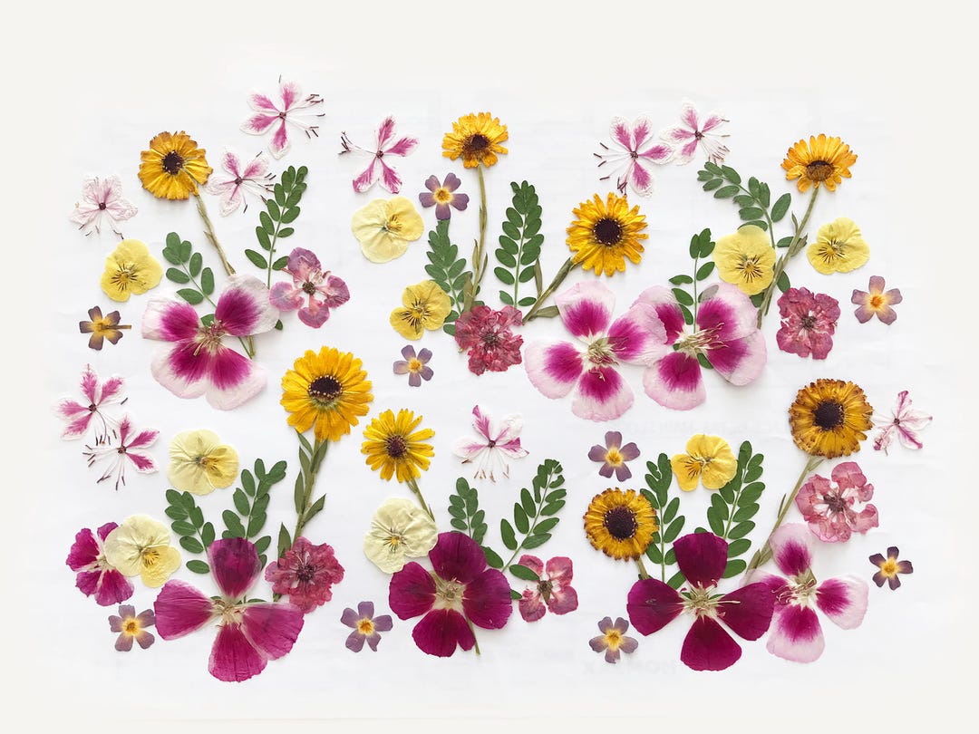 50+ Mixed Edible Pressed Flowers & Leaves, Food-safe Flowers, Cake ...