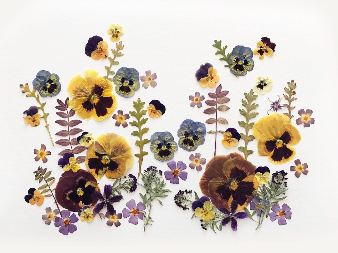 Pressed Pansies & Wildflowers – Food-safe Flowers - Natural Dried ...