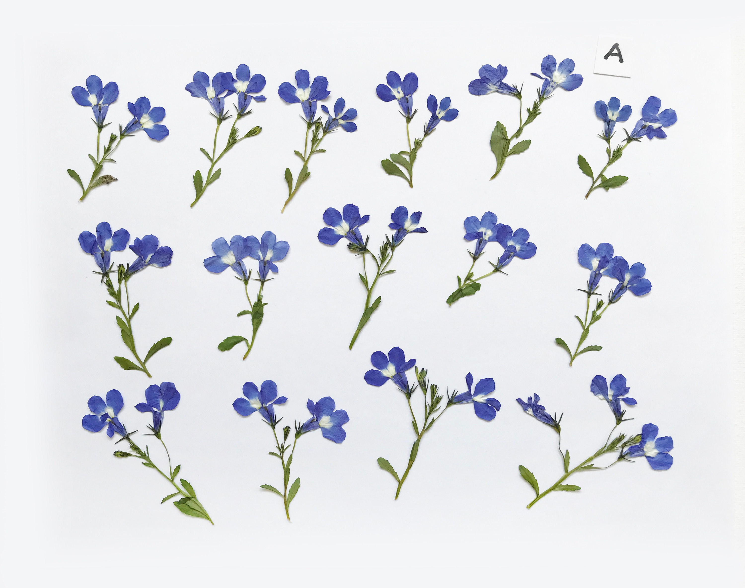 Lobelia Flower Drawing