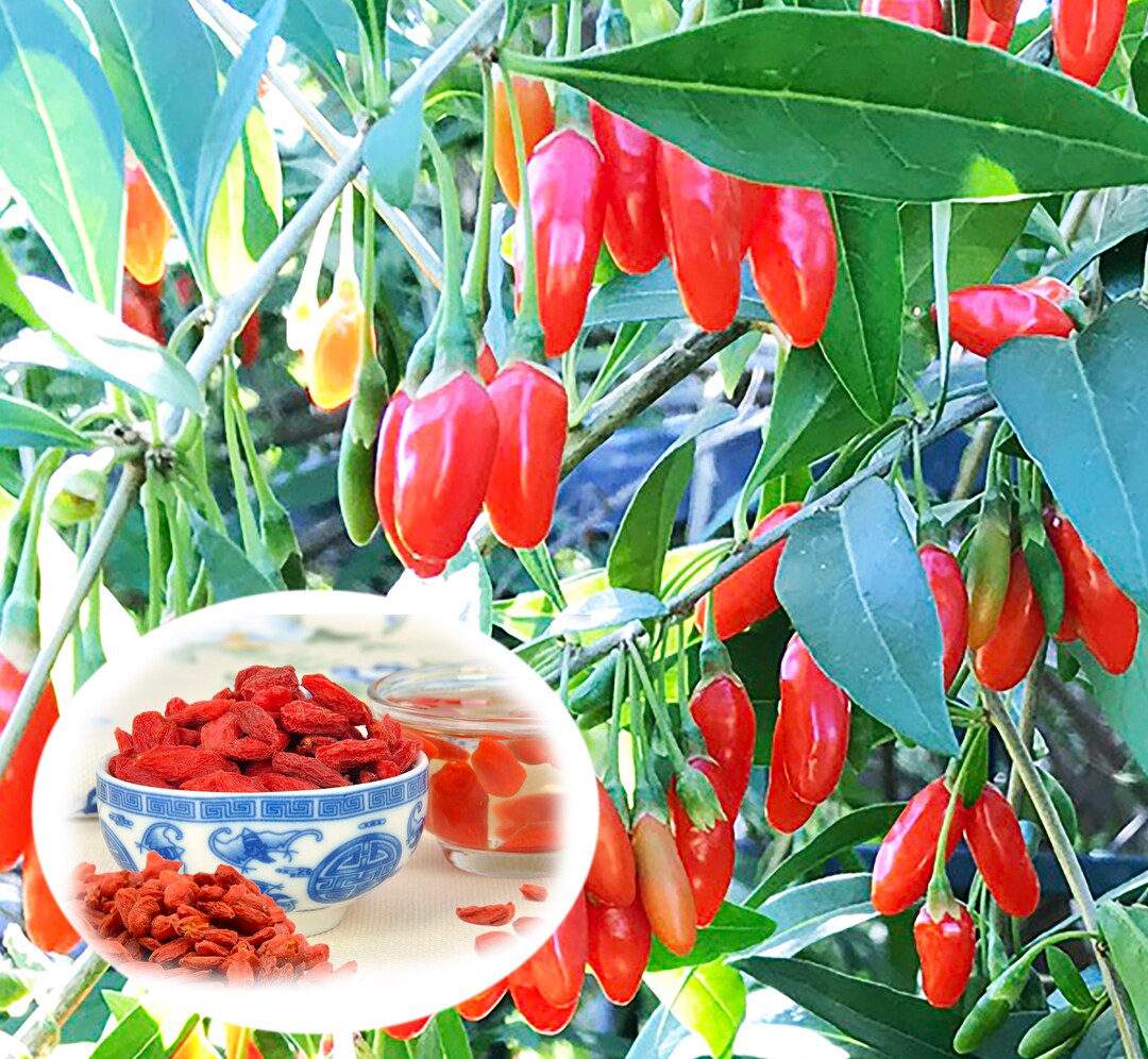 Gojii Berry Seeds sweet Wolfberry Lycium Barbarum 30 Seeds VHS 025 ...