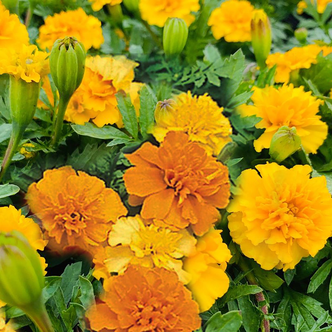 Marigold Dwarf Flower Seeds Janie Gold Bright Yellow & Orange Mix 50 ...