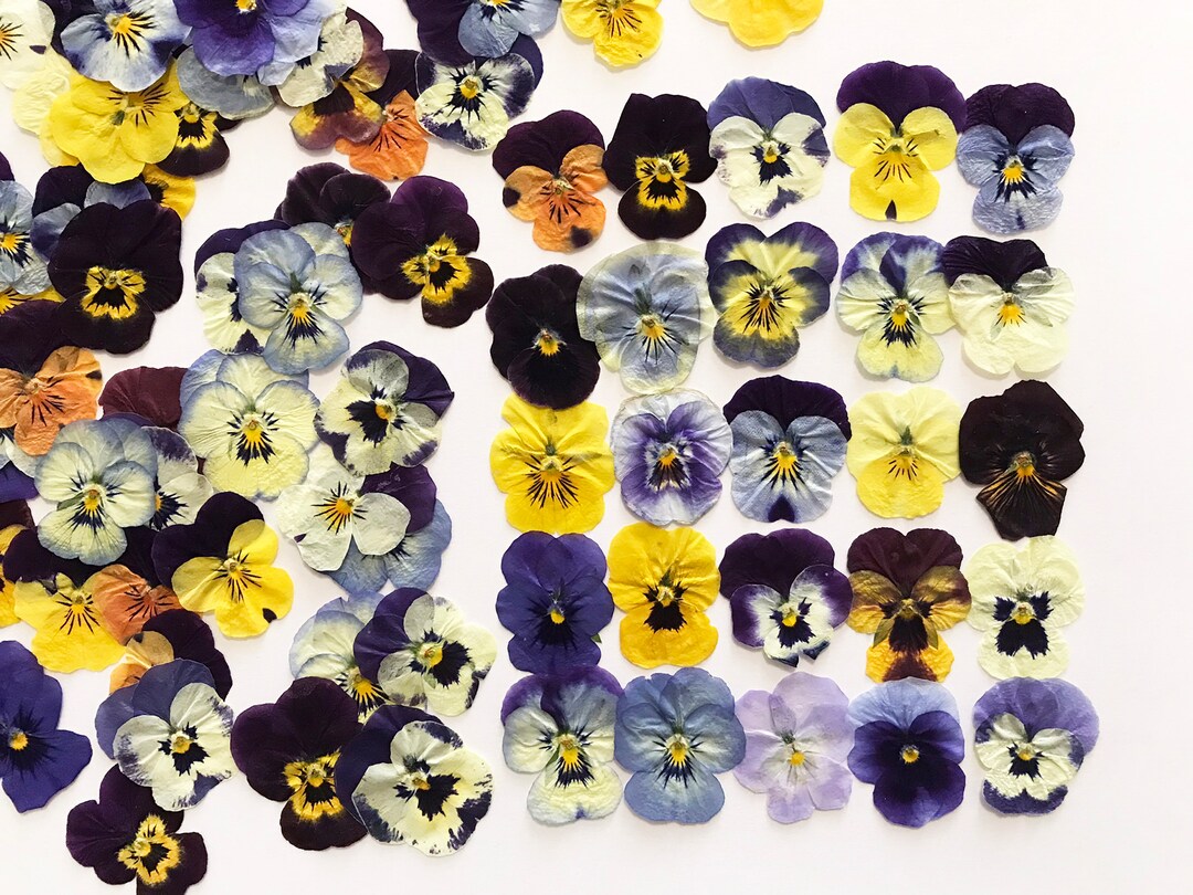 25/50/100 Pcs Pressed Mixed Pansies Approx. 1" - Edible Flowers ...