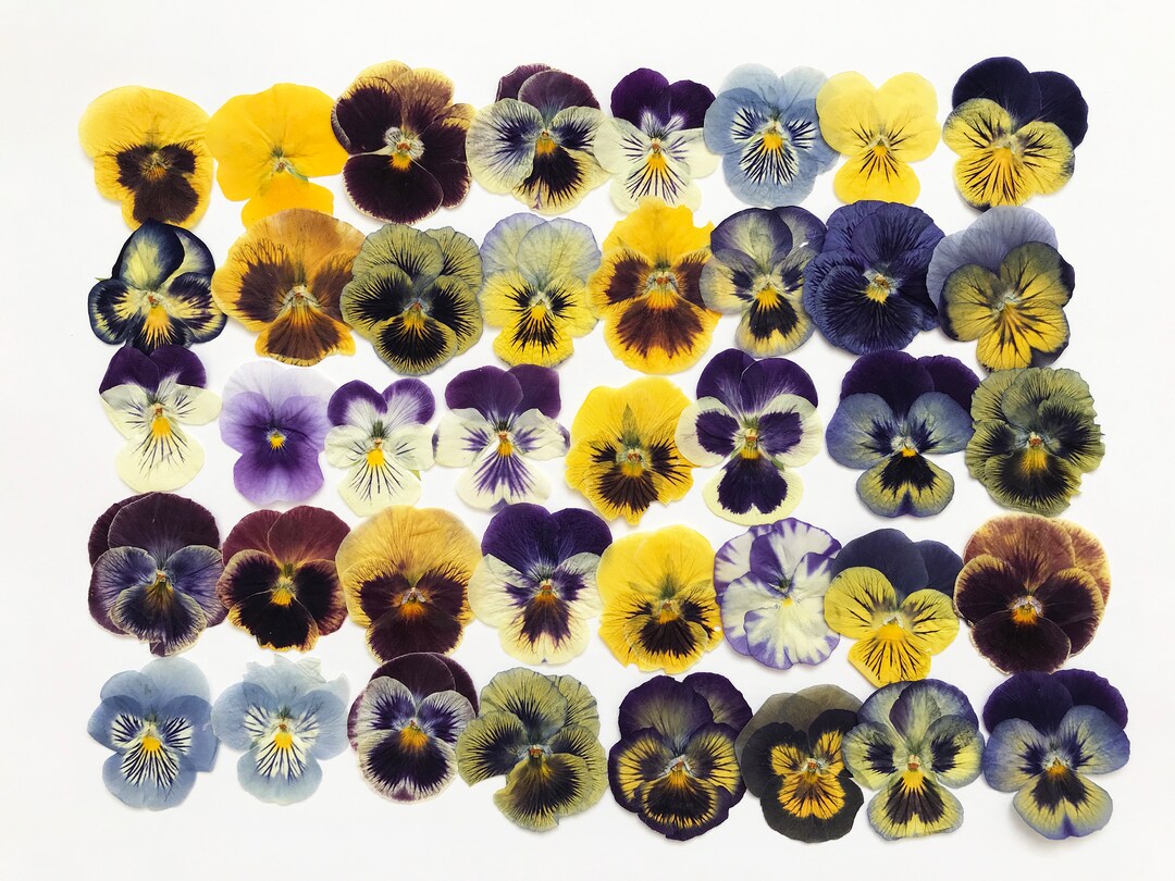 25/50/100 Pcs Pressed Mixed Pansies Approx. 1-1/4" - Edible Flowers ...