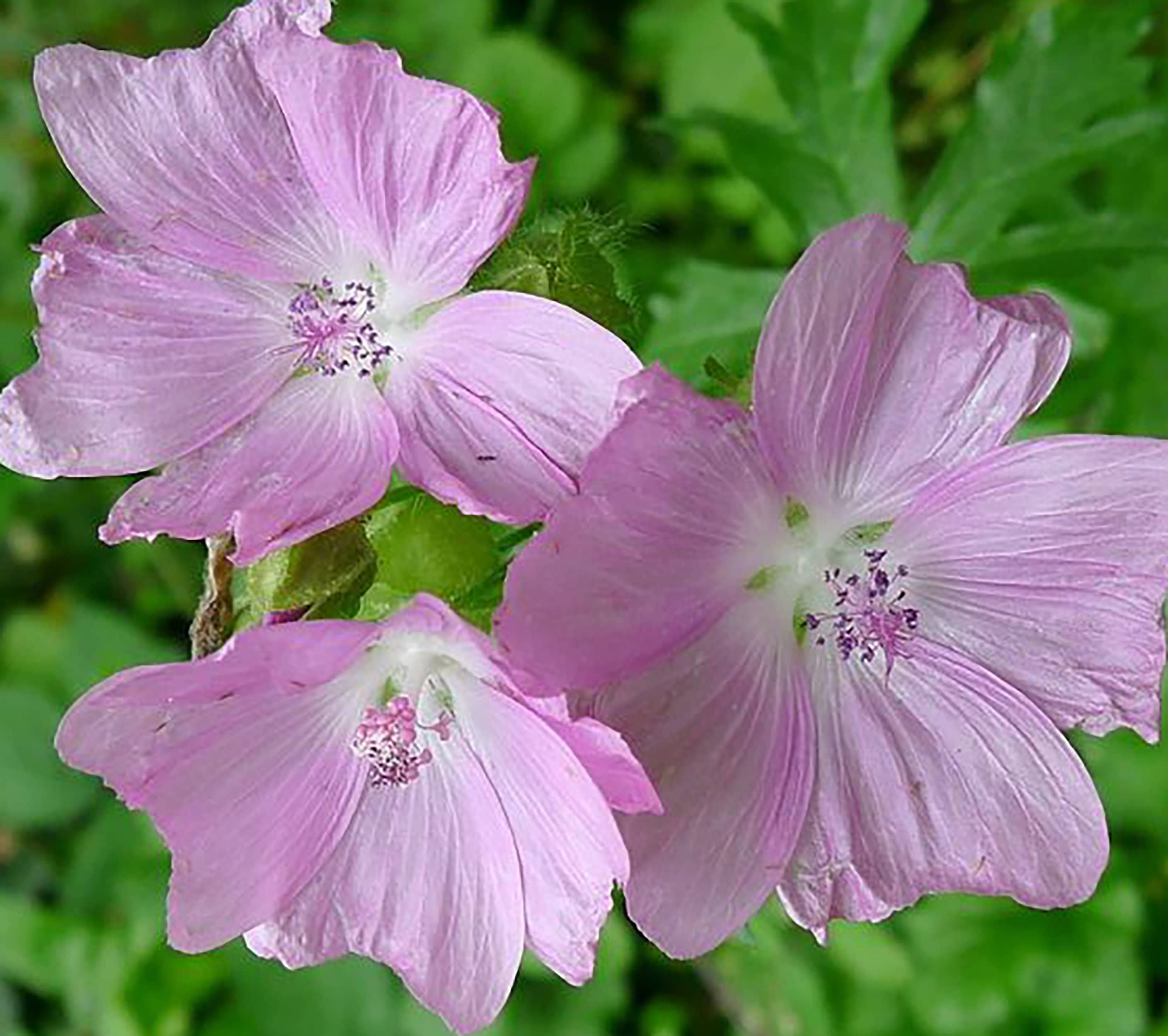 Malva Alcea
