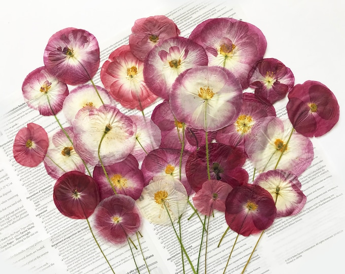 Set of 10 Pcs Pressed Poppy Flowers Mixed Size From Dia. - Etsy