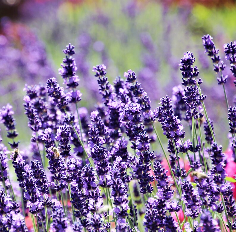 Lavender Dwarf Munstead Seeds Lavandula Stoechas 50 Seeds | Etsy