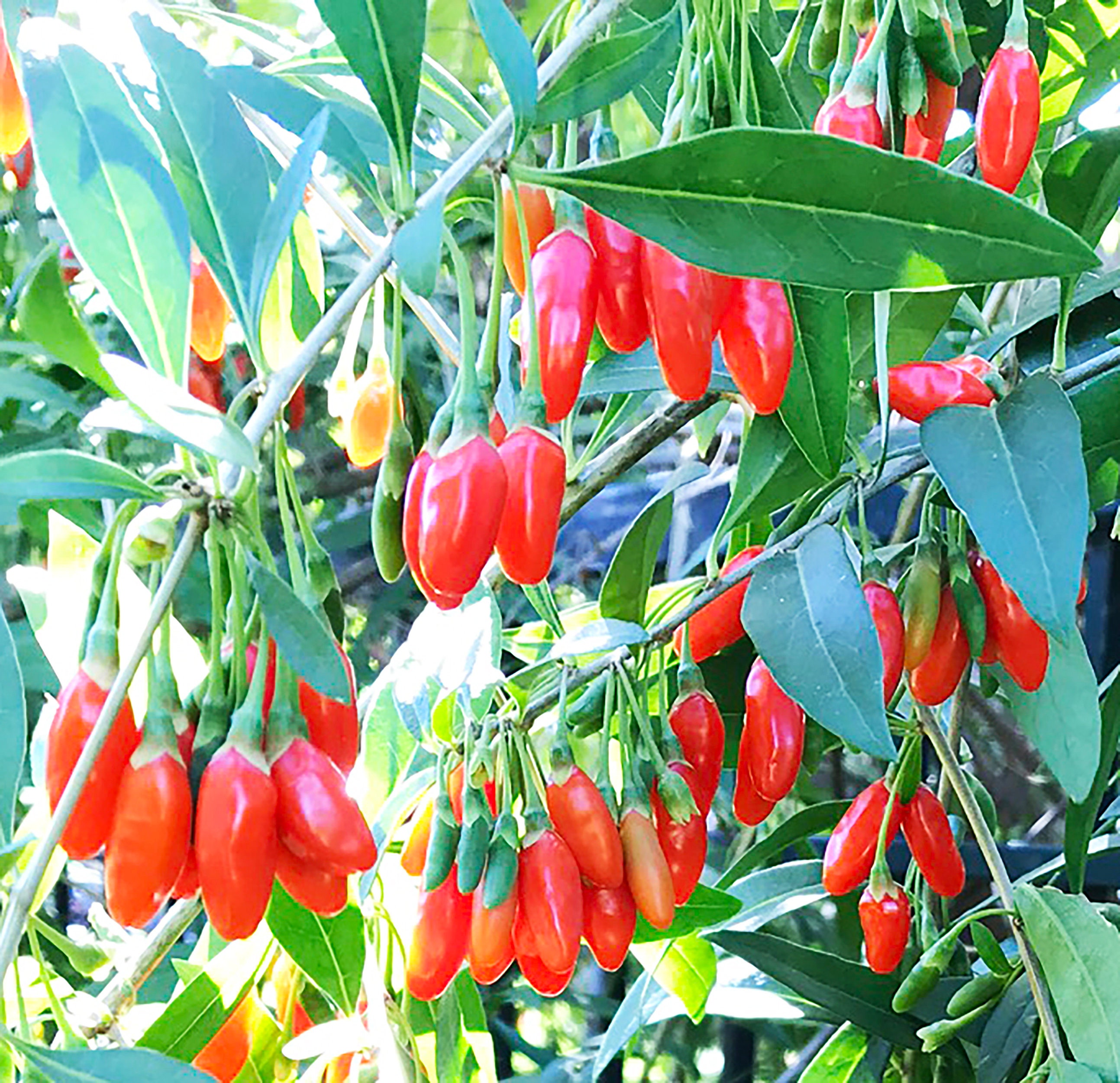 Gojii Berry Seeds sweet Wolfberry Lycium Barbarum 30 - Etsy Canada