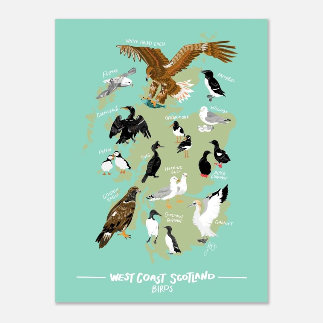 Birds of West Coast Scotland Print - Etsy