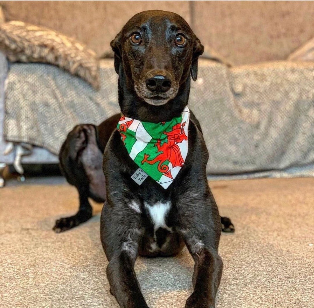 Rugby Six Natios Ddraig Goch/welsh Flag Dog Accessories Collar Bow Tie ...