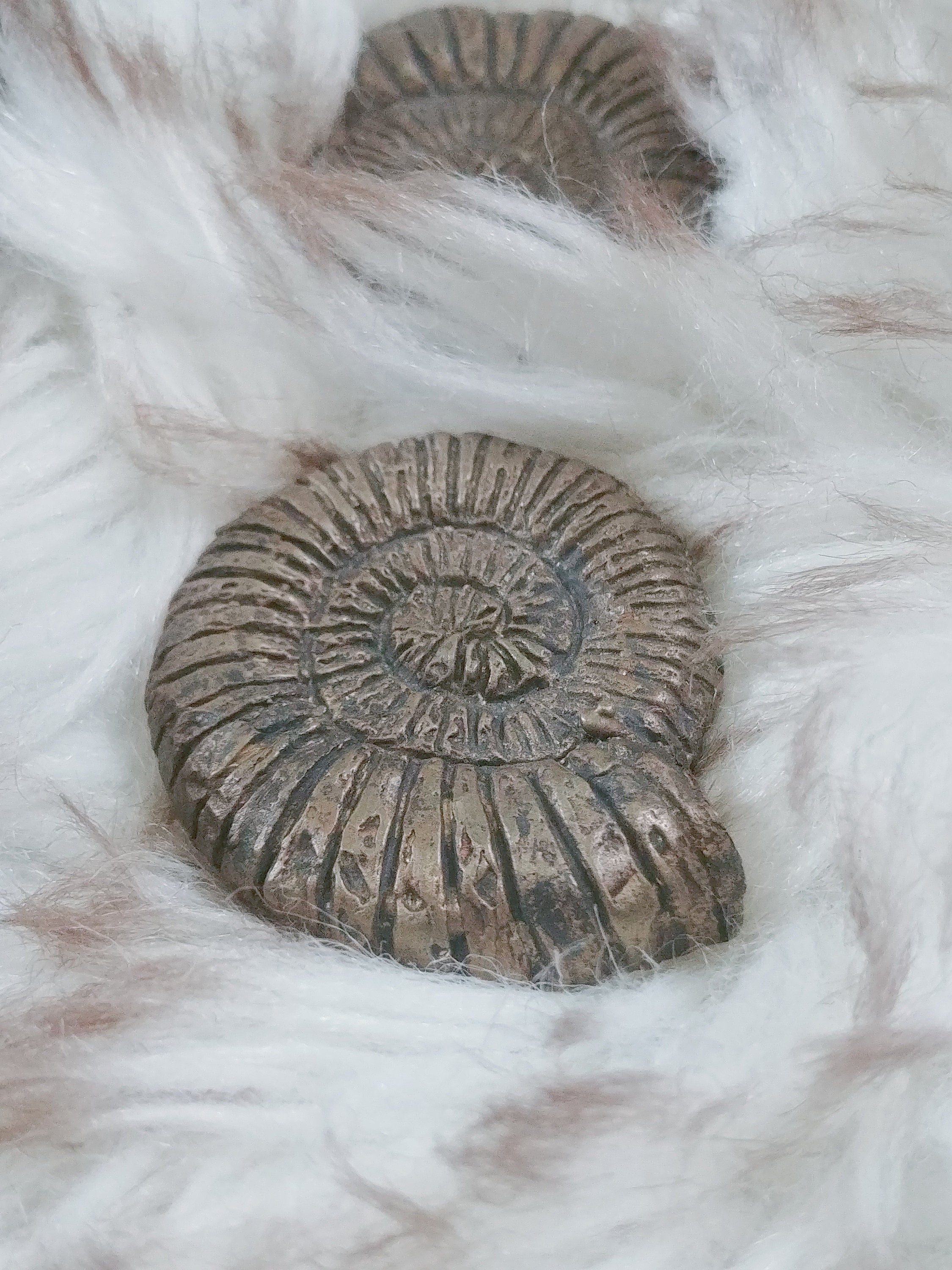 Bronze Ammonite Replica Fossil Shell | Etsy