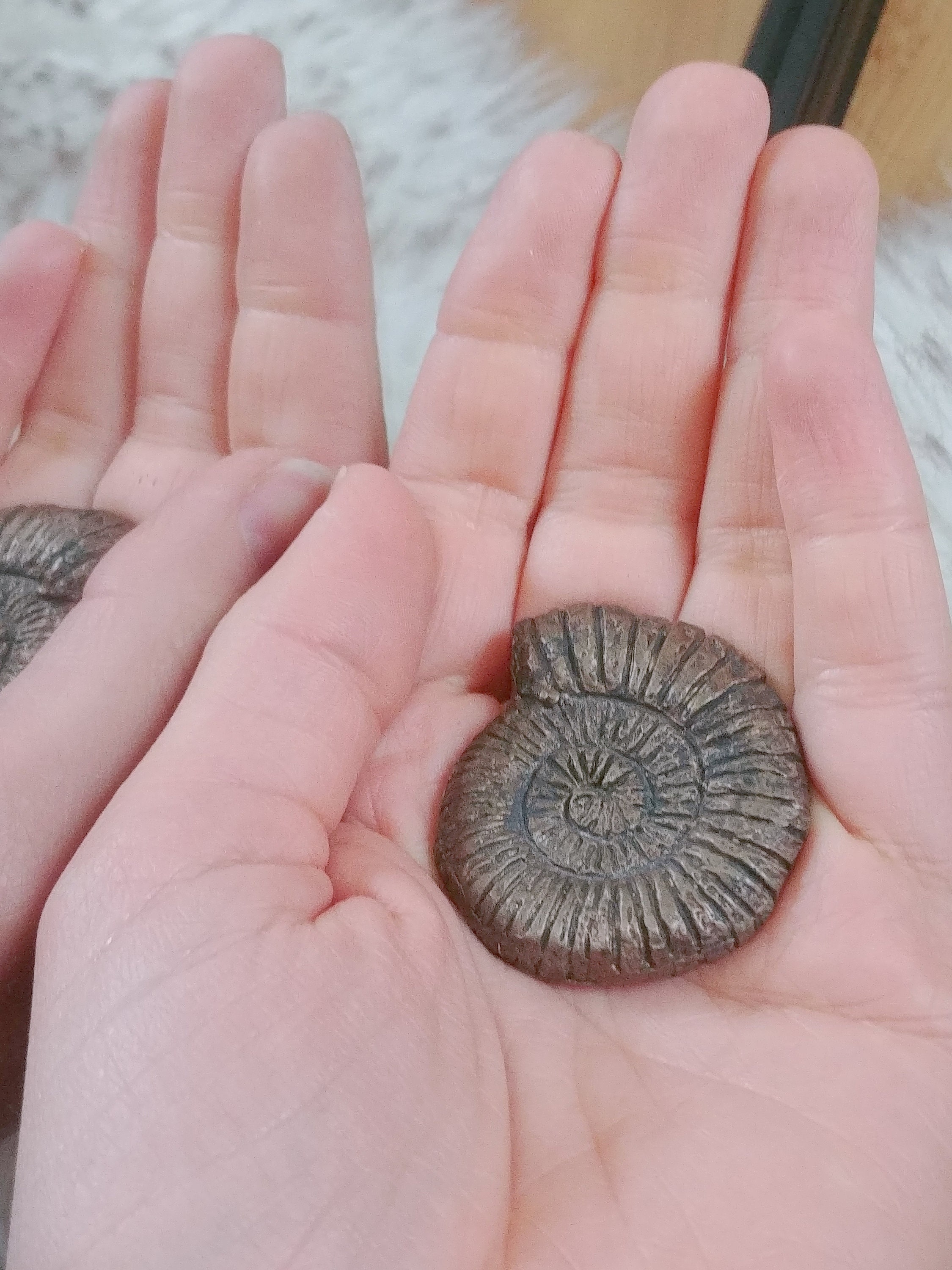 Bronze Ammonite Replica Fossil Shell - Etsy