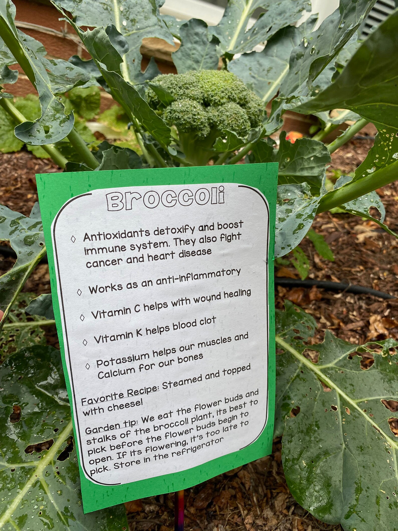 Educational Garden Signs - Etsy