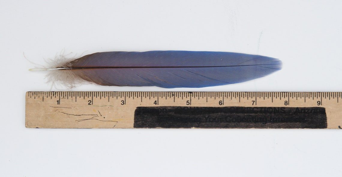 75 Scarlet Macaw Powder Blue Wing Feathers - Etsy