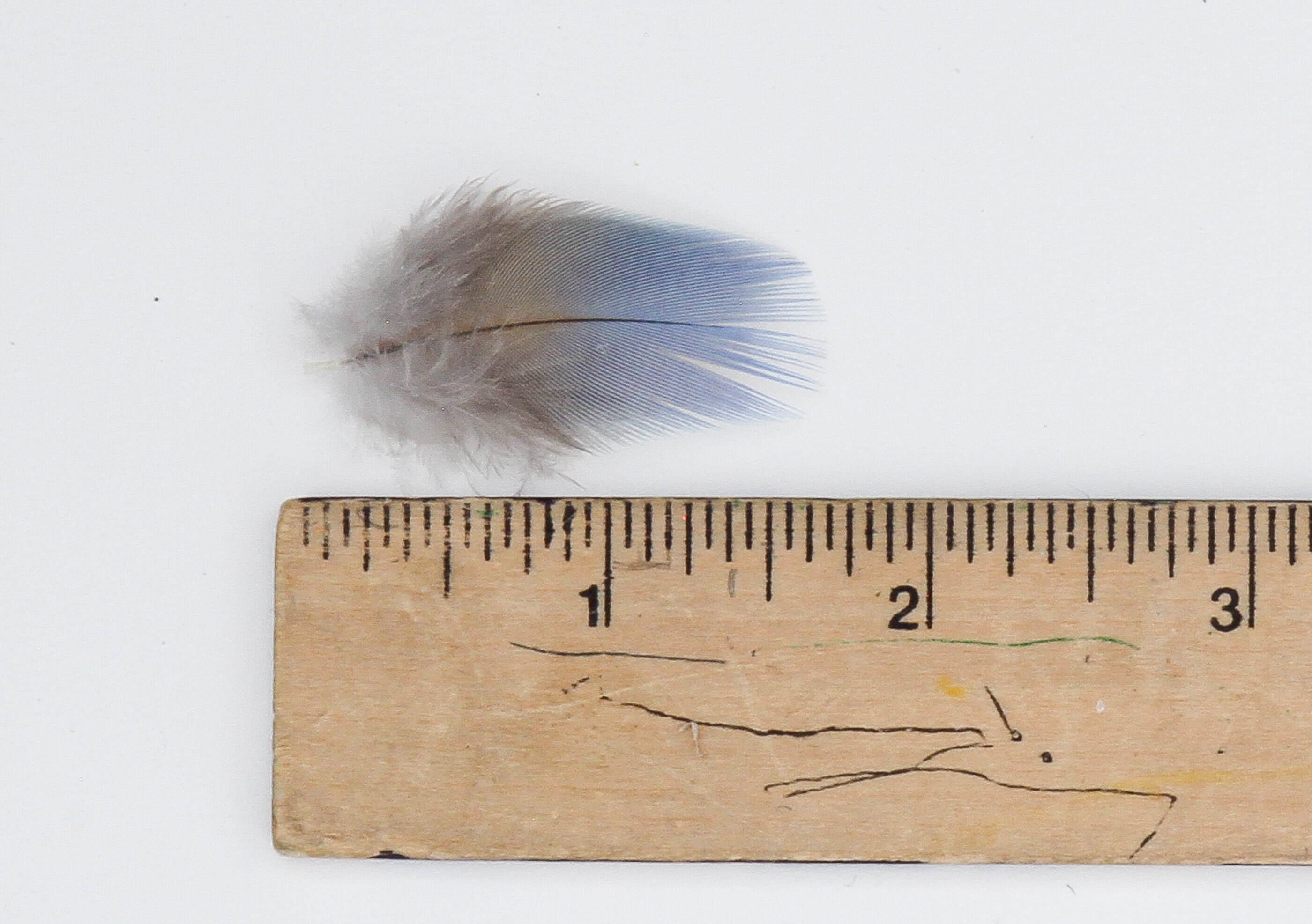 75 Scarlet Macaw Powder Blue Wing Feathers - Etsy