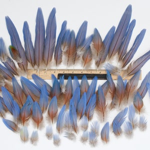 75 Scarlet Macaw Powder Blue Wing Feathers - Etsy
