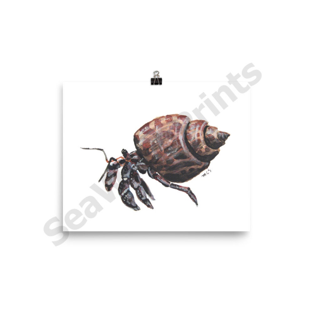 Hermit Crab, Art Print, 8 X 10 Inches, Ocean Animal Art, Animal Art ...
