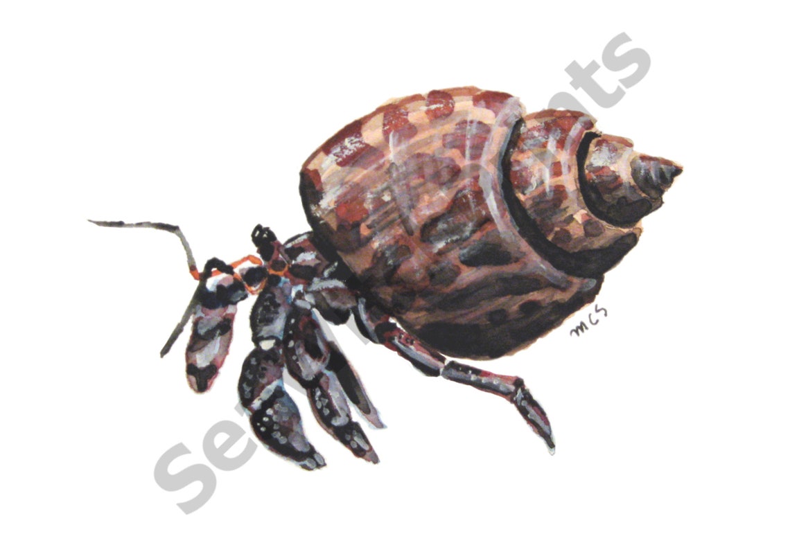 Hermit Crab, Art Print, 8 X 10 Inches, Ocean Animal Art, Animal Art ...