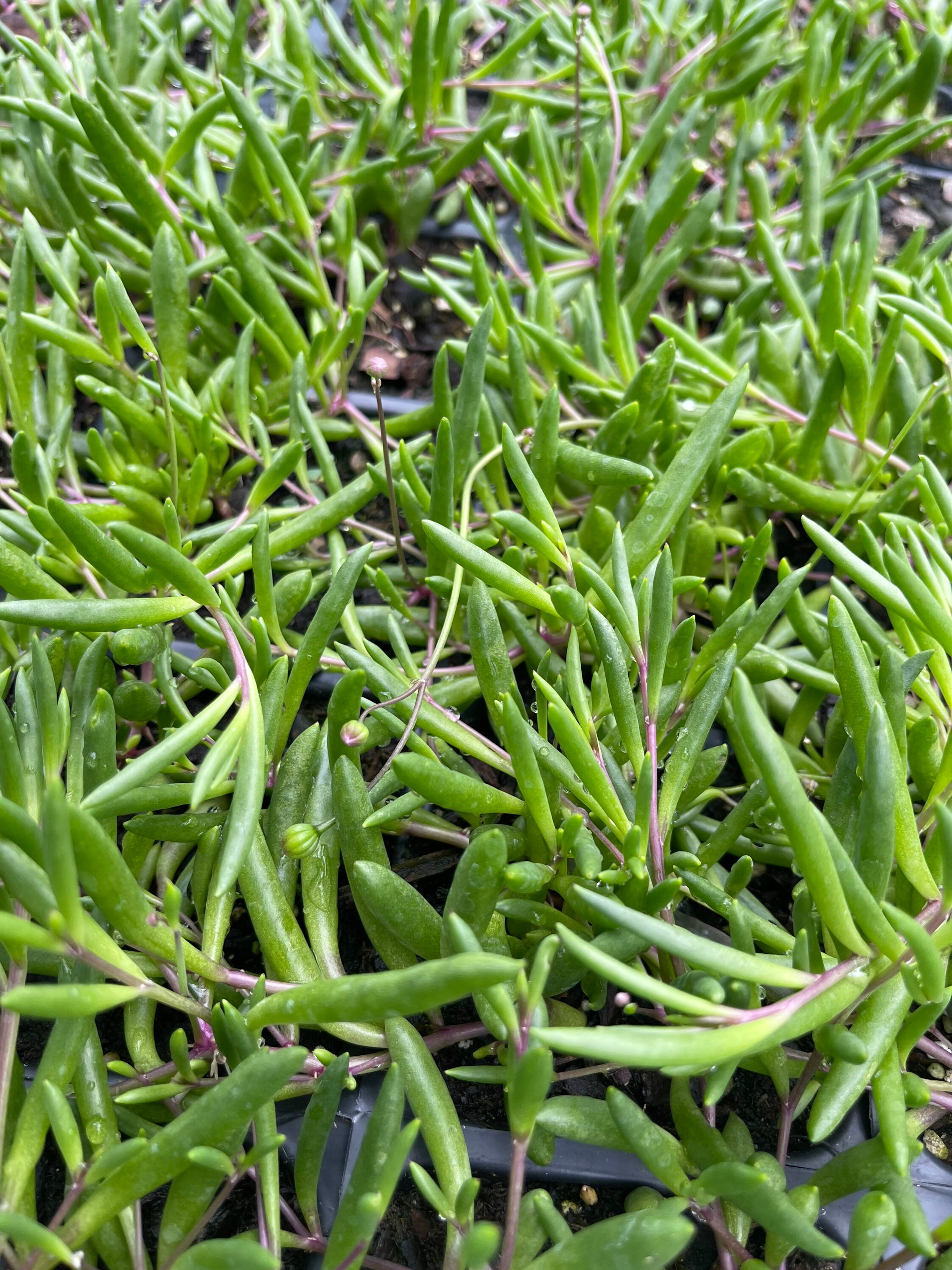 String of Pickles Starter Plants Ruby Necklace Blooming | Etsy